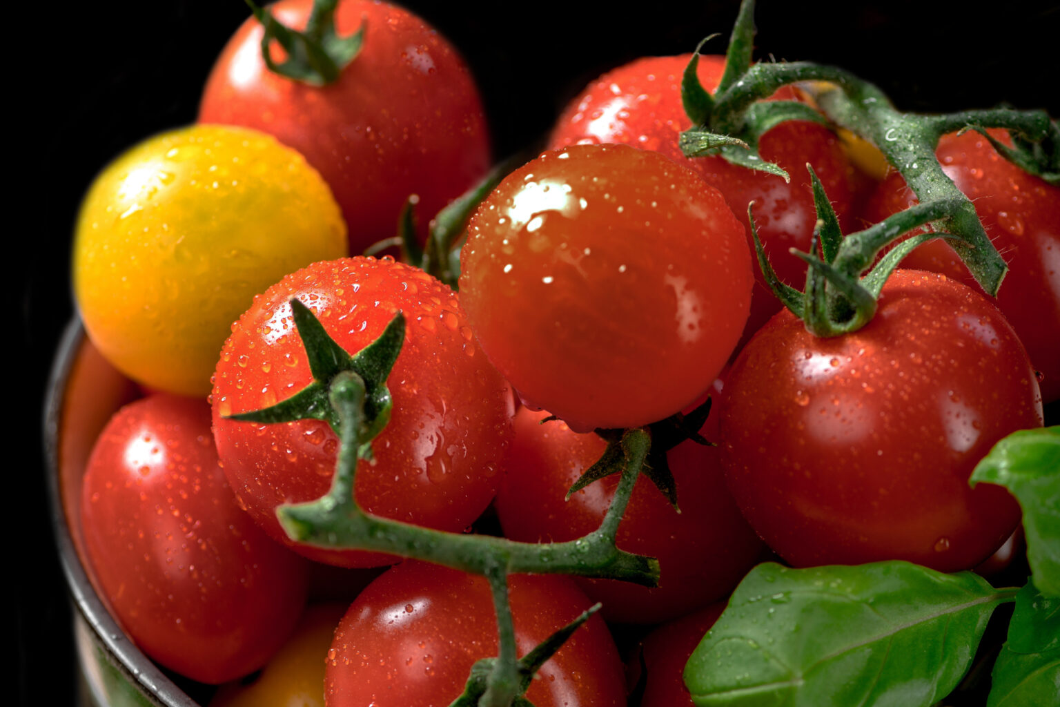 Tukaj raste paradižnik, s katerim se lahko sladkate tudi pozimi ...